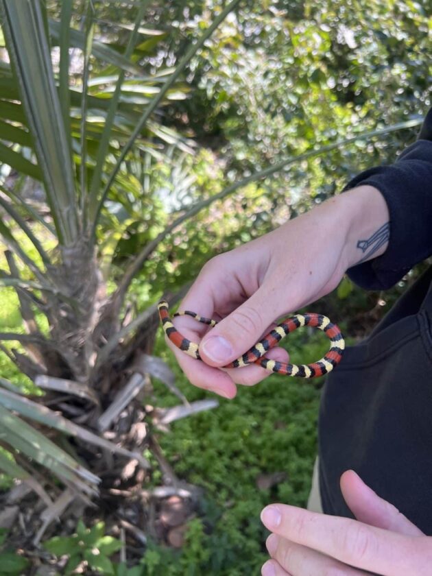 Scarlet kingsnake makes surprise appearance - SANIBEL-CAPTIVA - Island ...